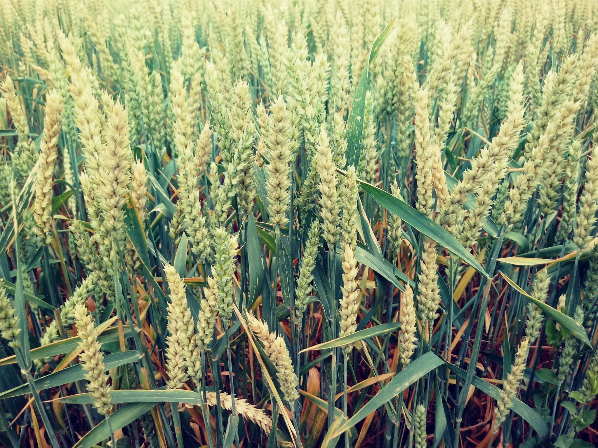 IMM Invest: EximBank finanteaza compania agricola Byanca Plai - Exim ...